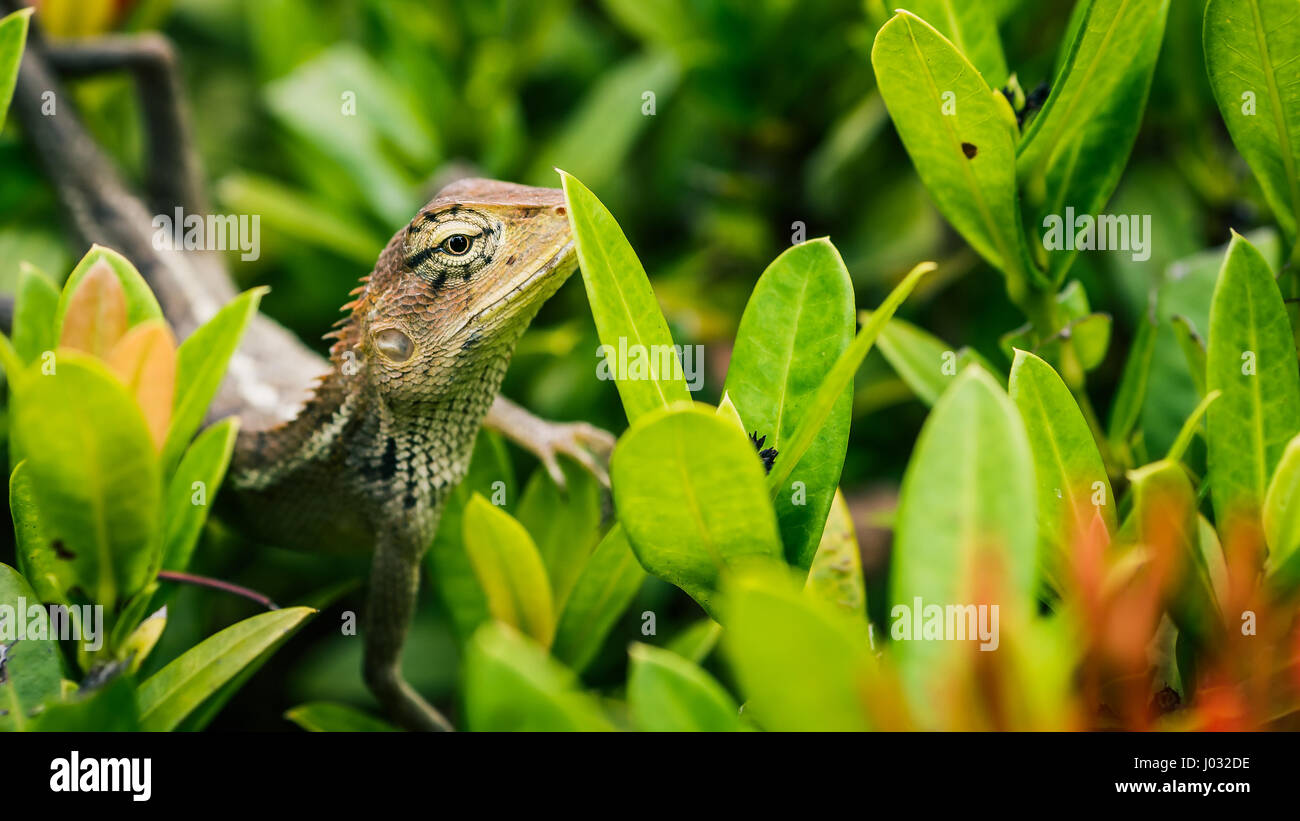Oriental garden lizard on green leaves in Thailand Stock Photo - Alamy