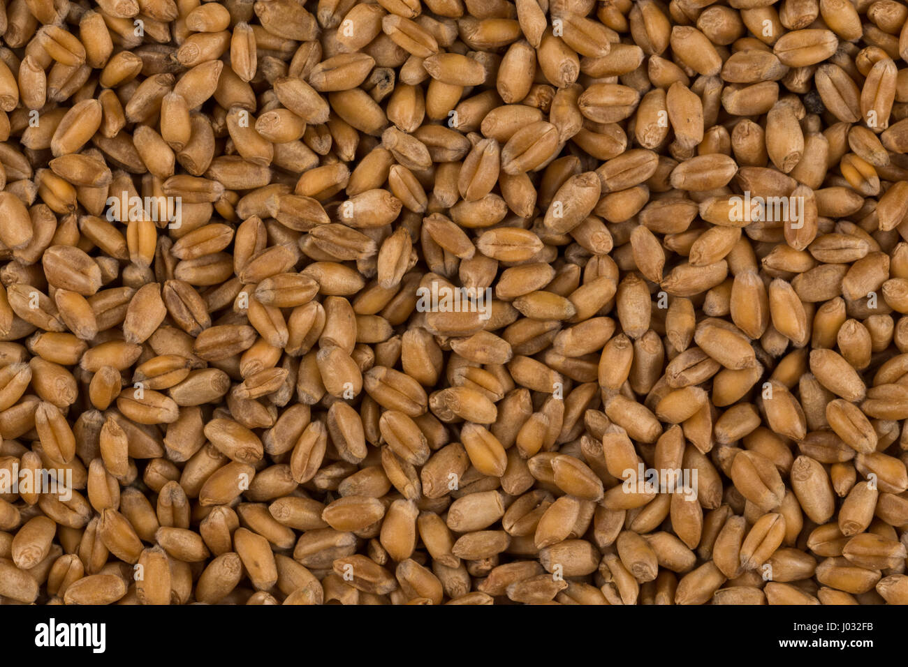whole background of raw wheat grain closeup Stock Photo - Alamy