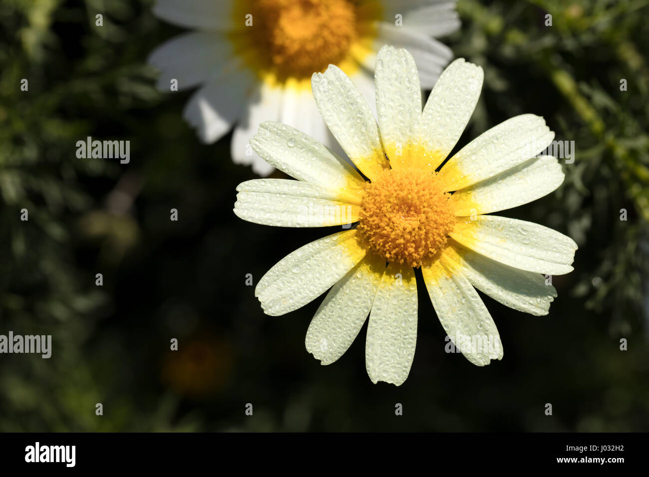 daisy with dew drops on green background Stock Photo - Alamy