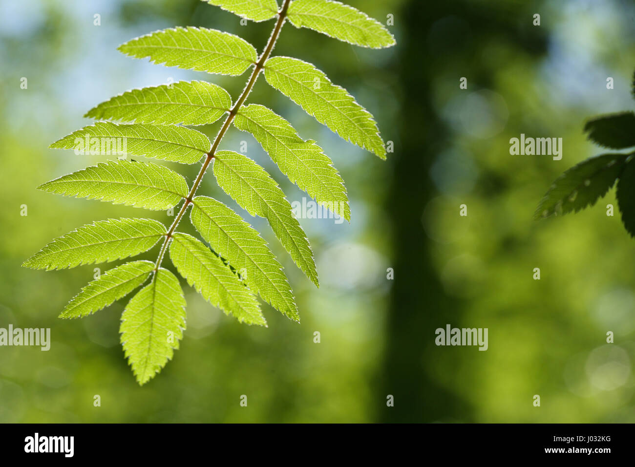 Green fresh branches trough the sun light Stock Photo - Alamy