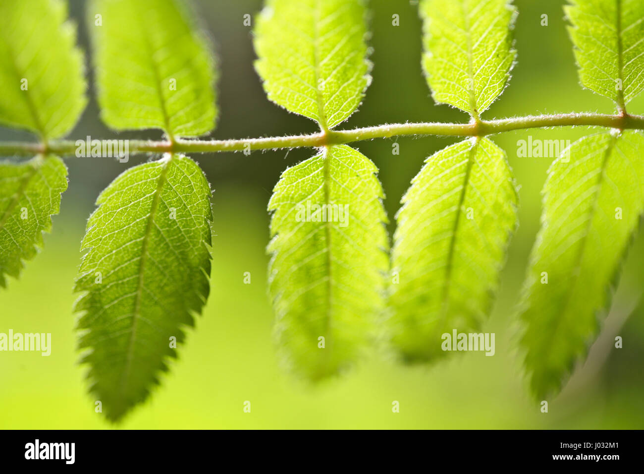 Green fresh branches trough the sun light Stock Photo - Alamy