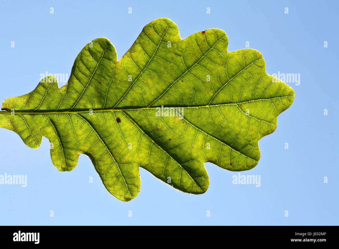 Green oak leave on blue background Stock Photo - Alamy