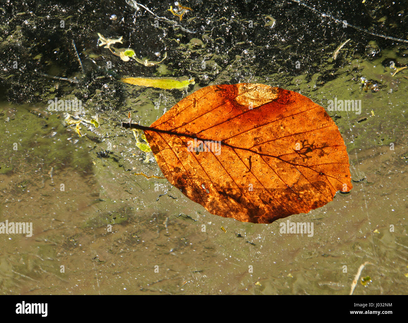 Close up of winter leaves in frozen ice Stock Photo - Alamy