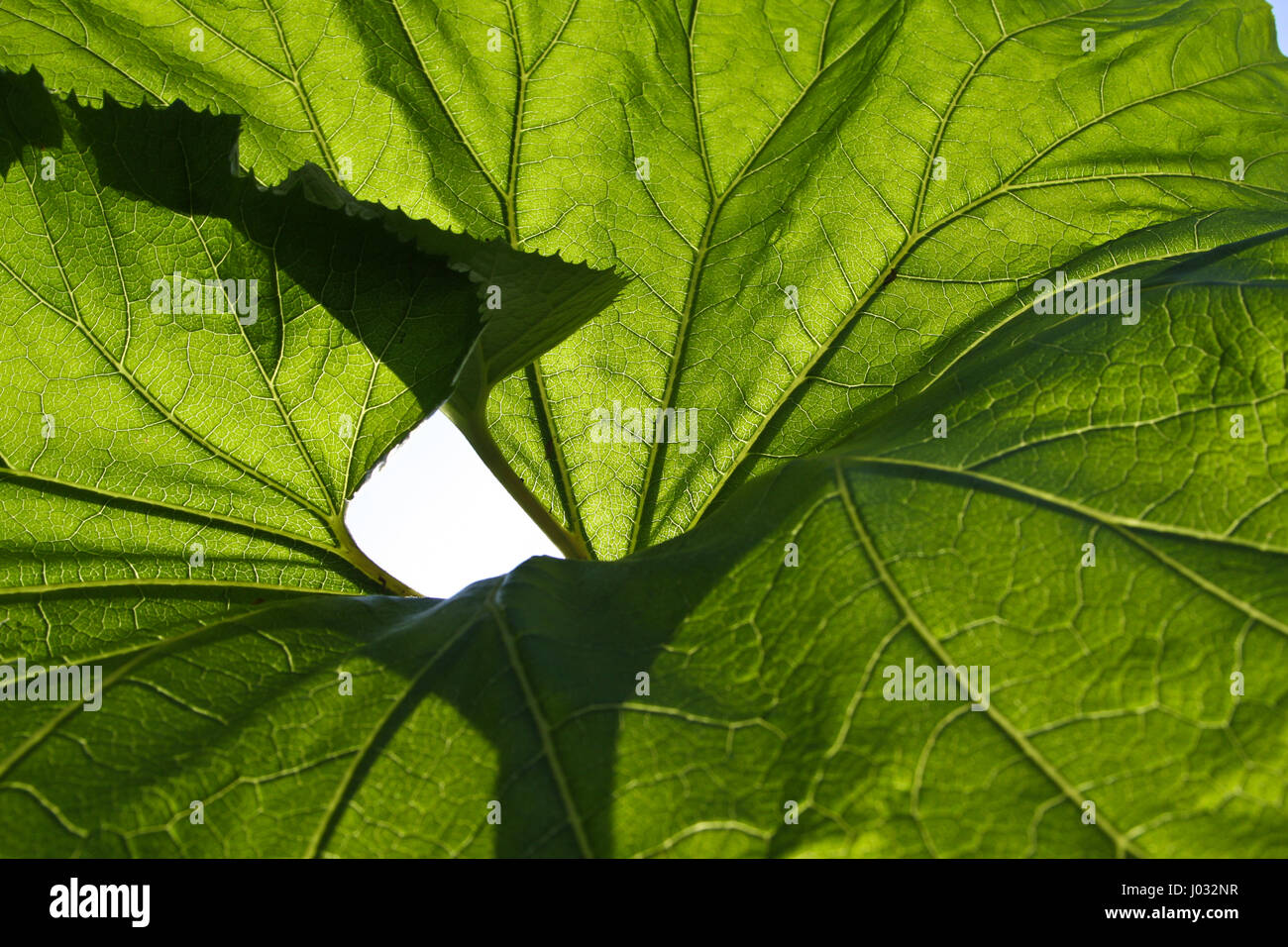 Large green leaf close up Stock Photo - Alamy