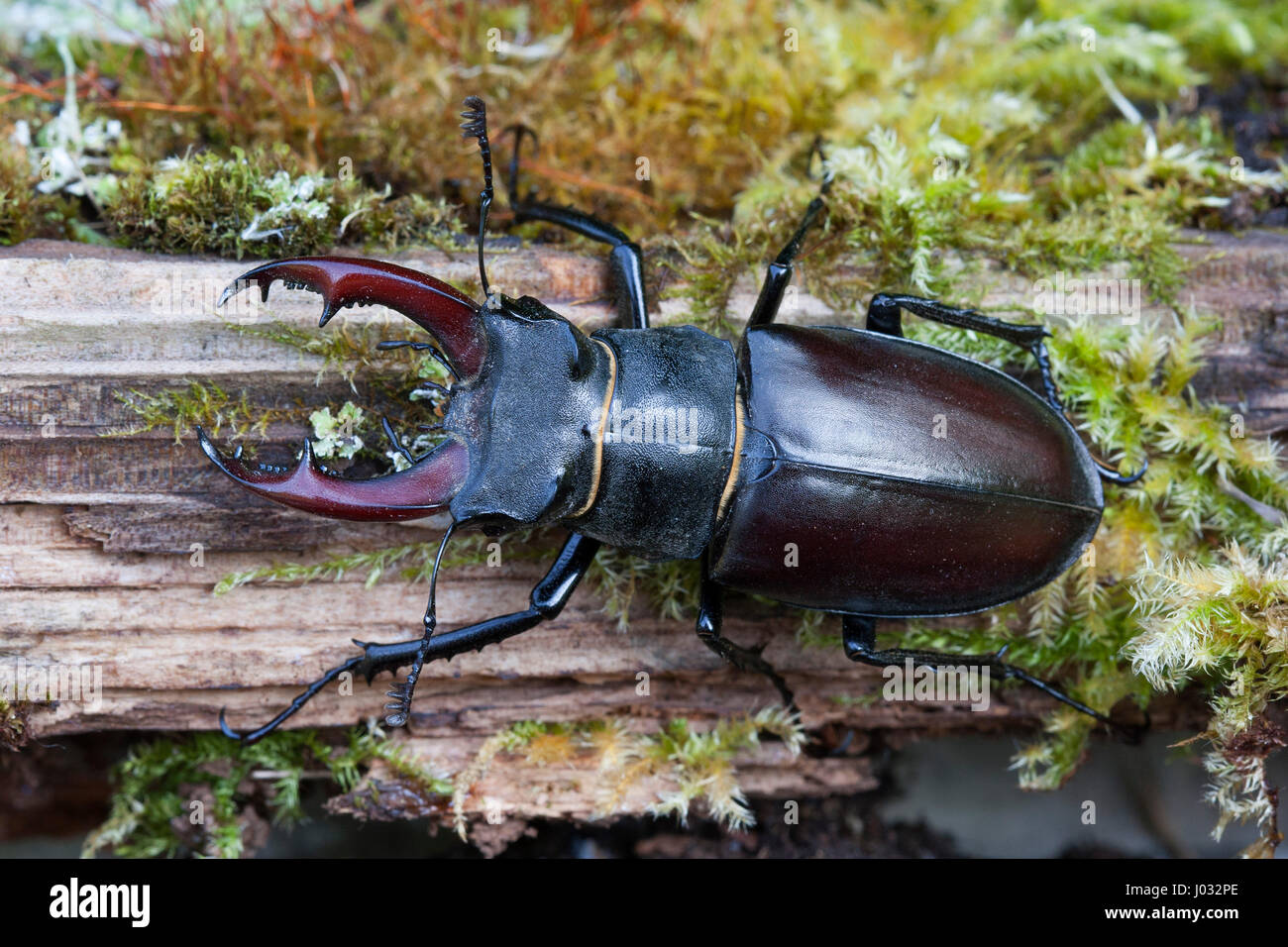 Stag Beetle, Lucanus cervus. Single adult male. Taken June, Lea Valley ...