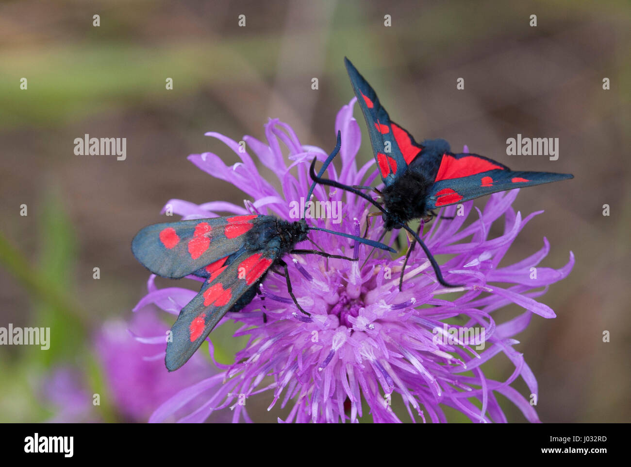 Five insects hi-res stock photography and images - Alamy