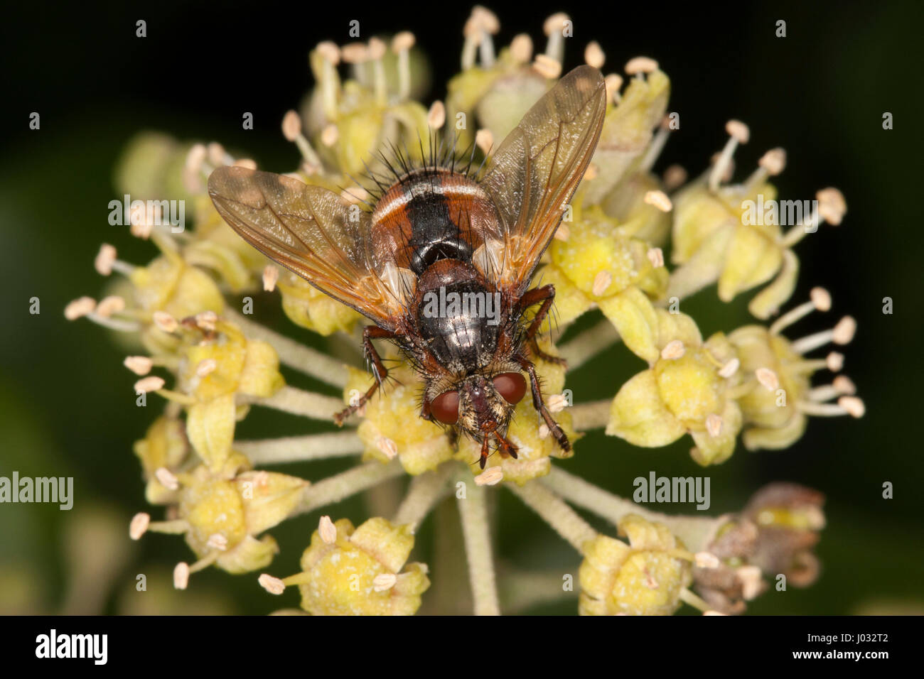 Tachina fera or similar hi-res stock photography and images - Alamy