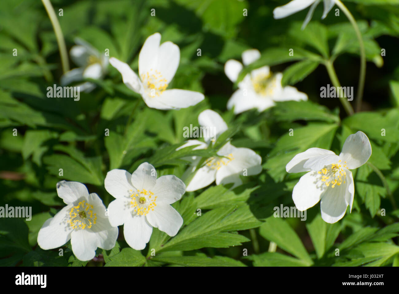 Wood anemones (Anemone nemorosa Stock Photo - Alamy