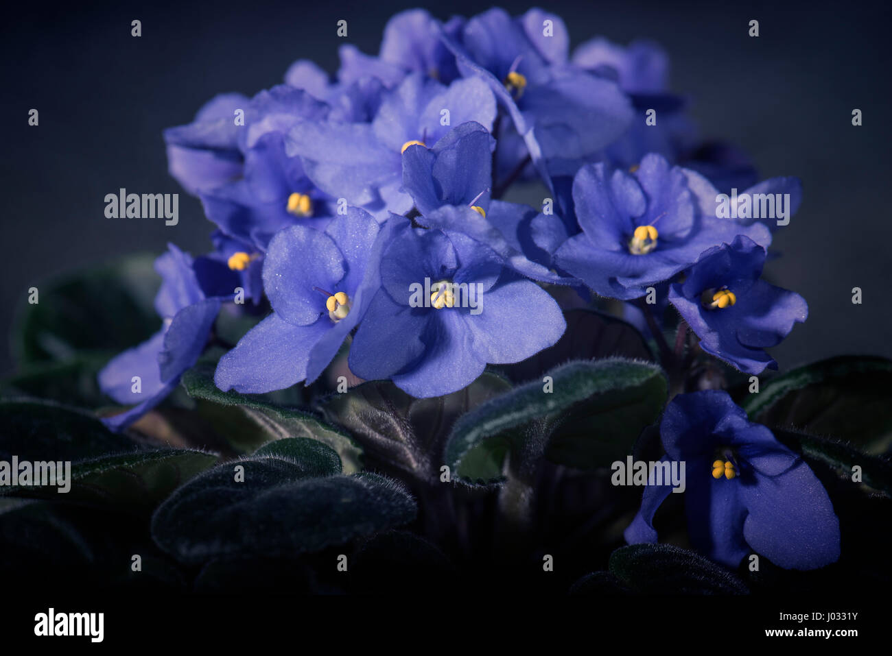 Saintpaulia viola / violaceae family Stock Photo - Alamy