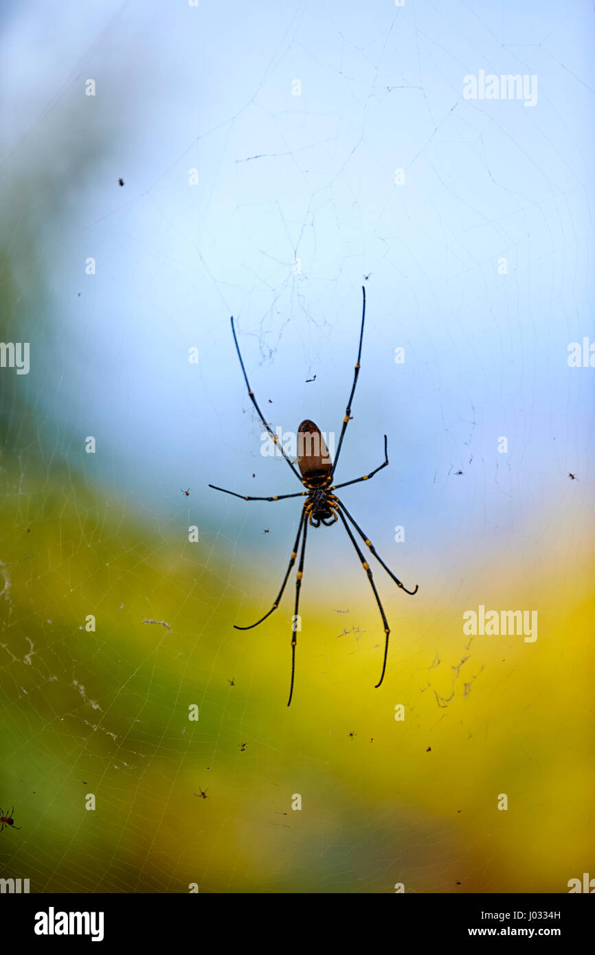 Nephila Plumipes, Golden Orb Weaver spider, Efate Island, Vanuatu Stock ...