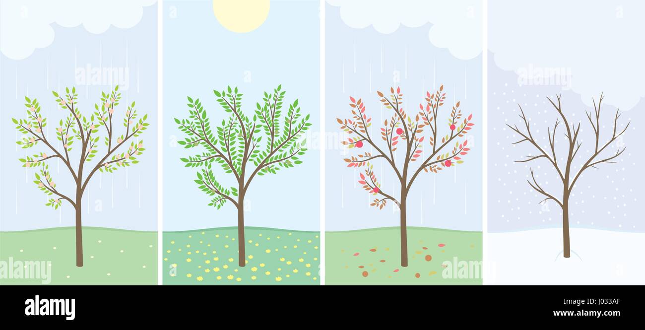 Four season with tree. Spring, summer, autumn and winter. Passing of ...