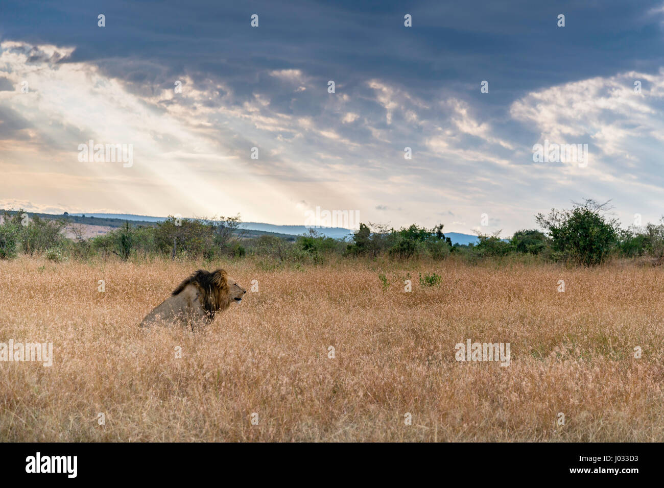 An old male lion look Stock Photo - Alamy