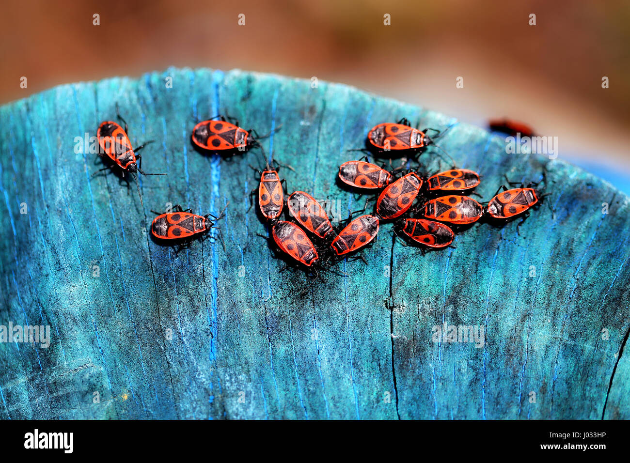 Beautiful red beetles soldiers photographed closeup on a blue tree ...