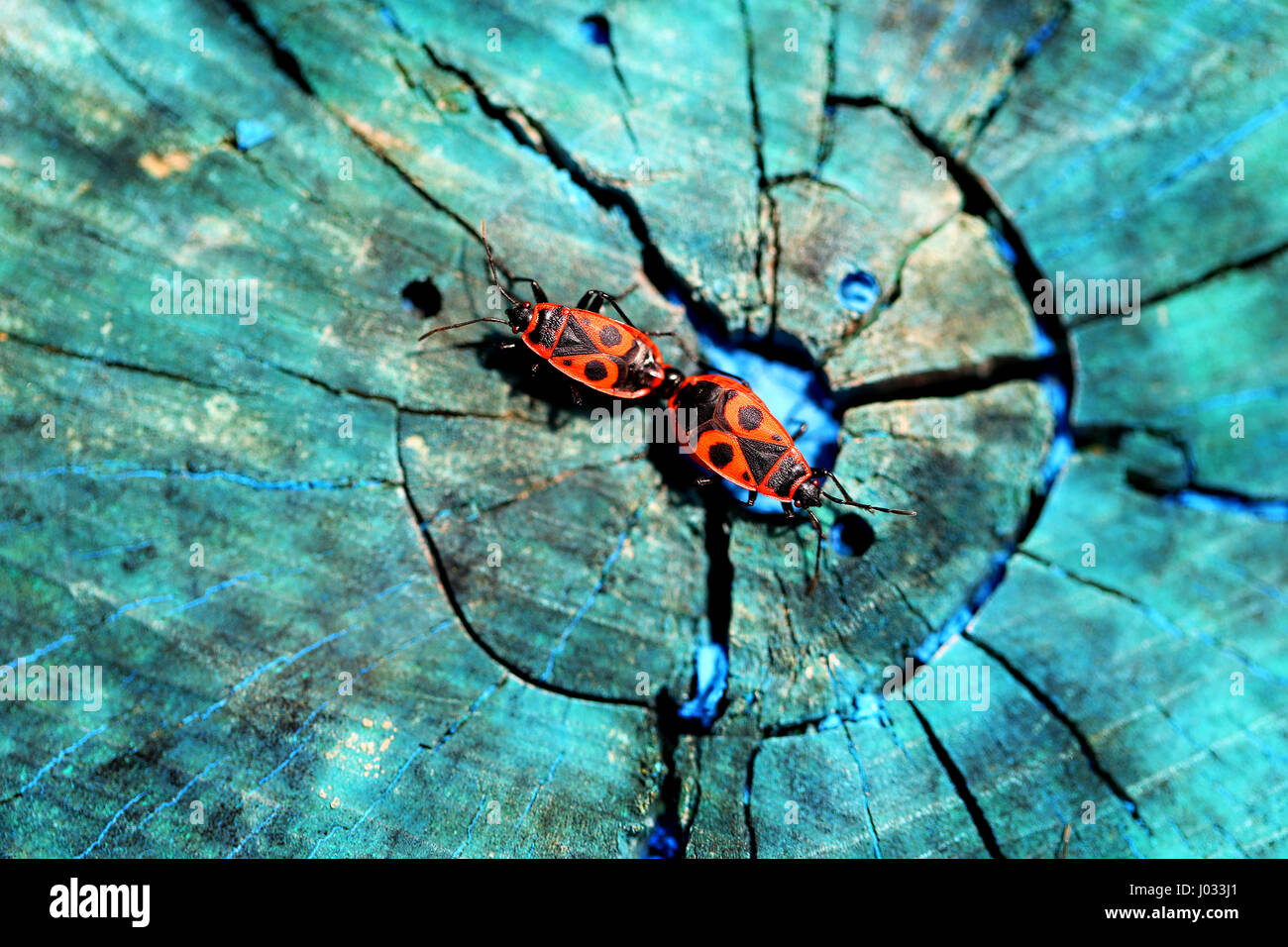 Beautiful red beetles soldiers photographed closeup on a blue tree ...