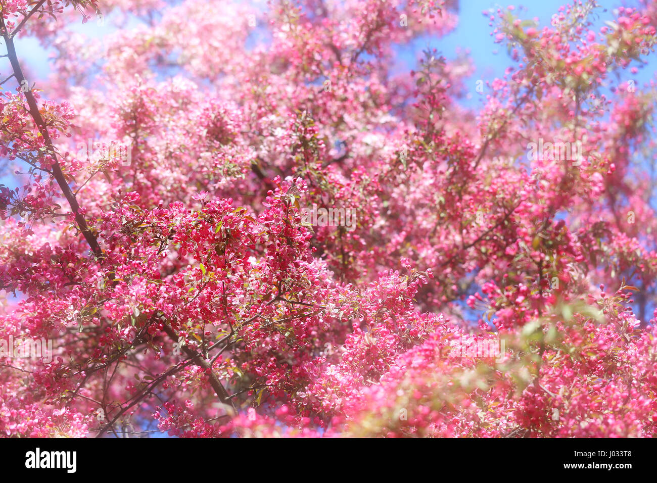 Beautiful blooming spring trees photographed in close-up Stock Photo ...
