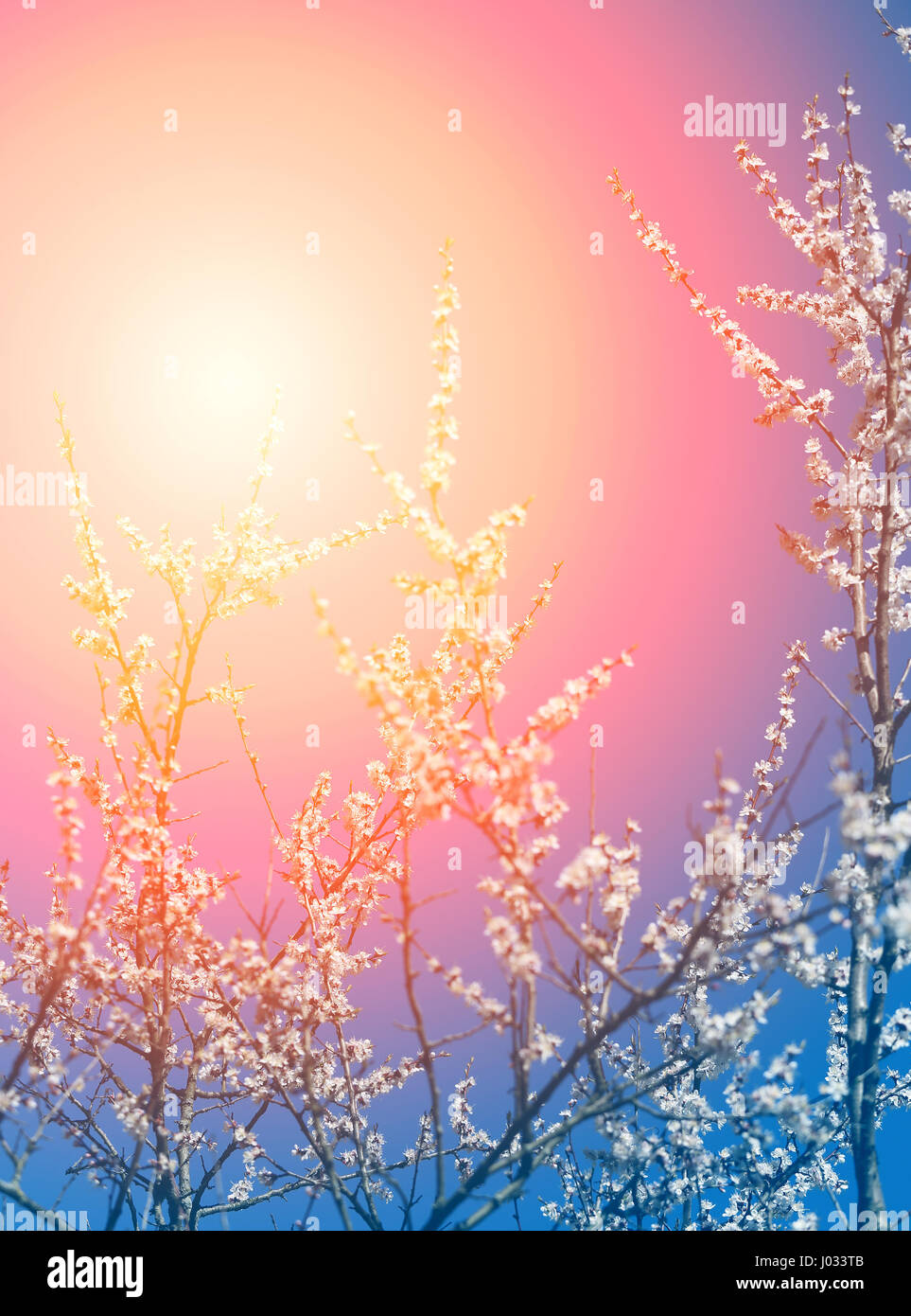 Blooming spring trees Stock Photo - Alamy