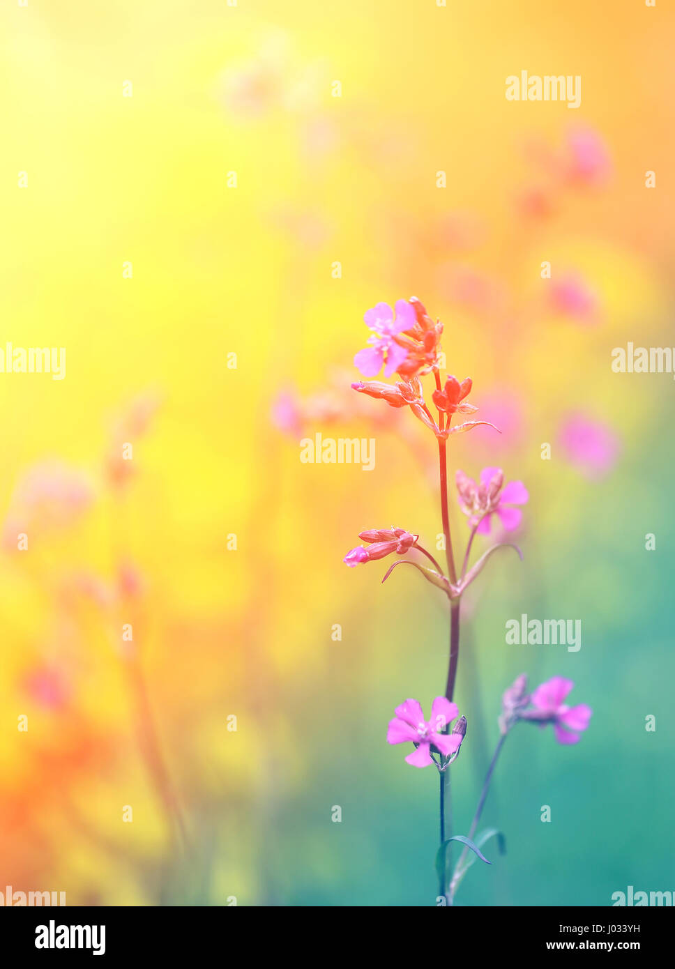 Beautiful spring flowers to photograph close up Stock Photo - Alamy