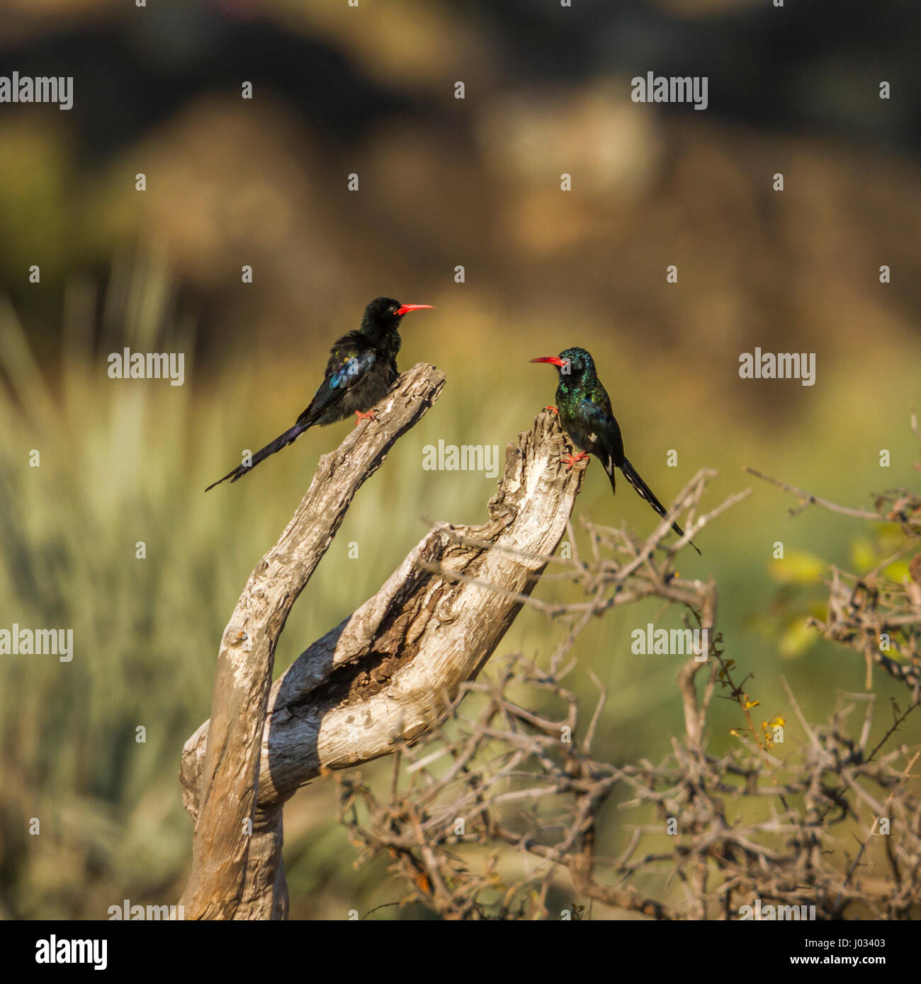 Green wood hoopoe hi-res stock photography and images - Alamy