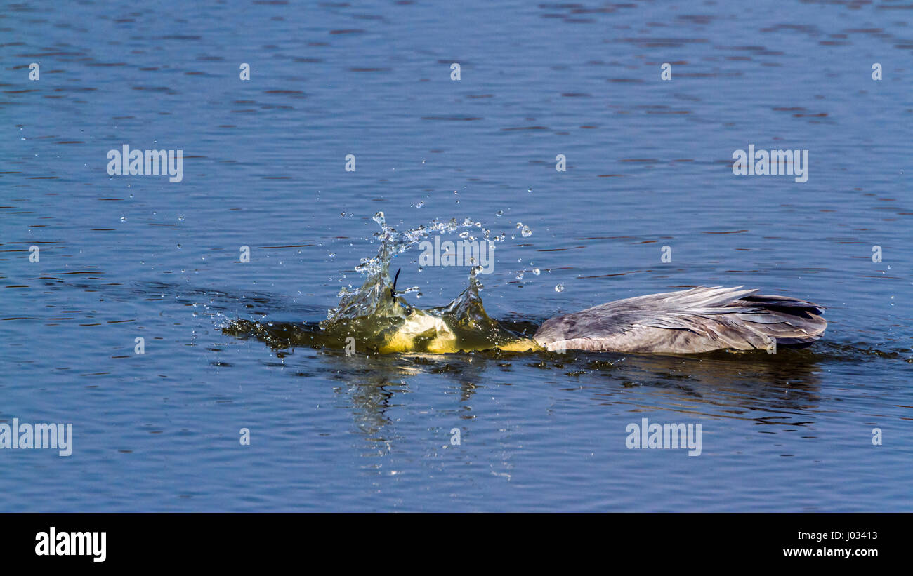 Grey heron in Kruger national park, South Africa ; Specie Ardea cinerea ...