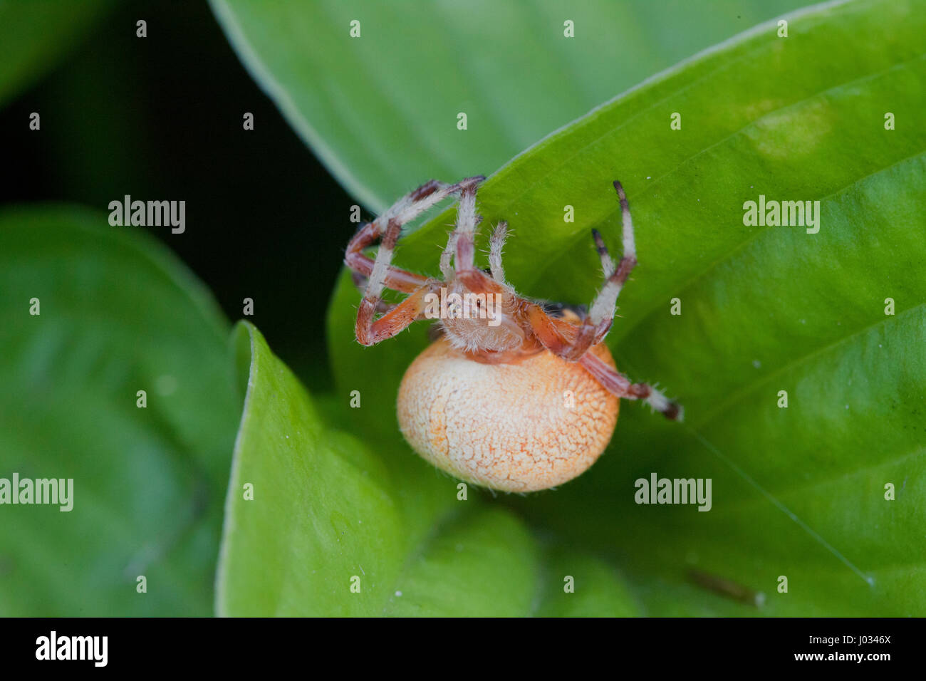 Fat legs hi-res stock photography and images - Alamy