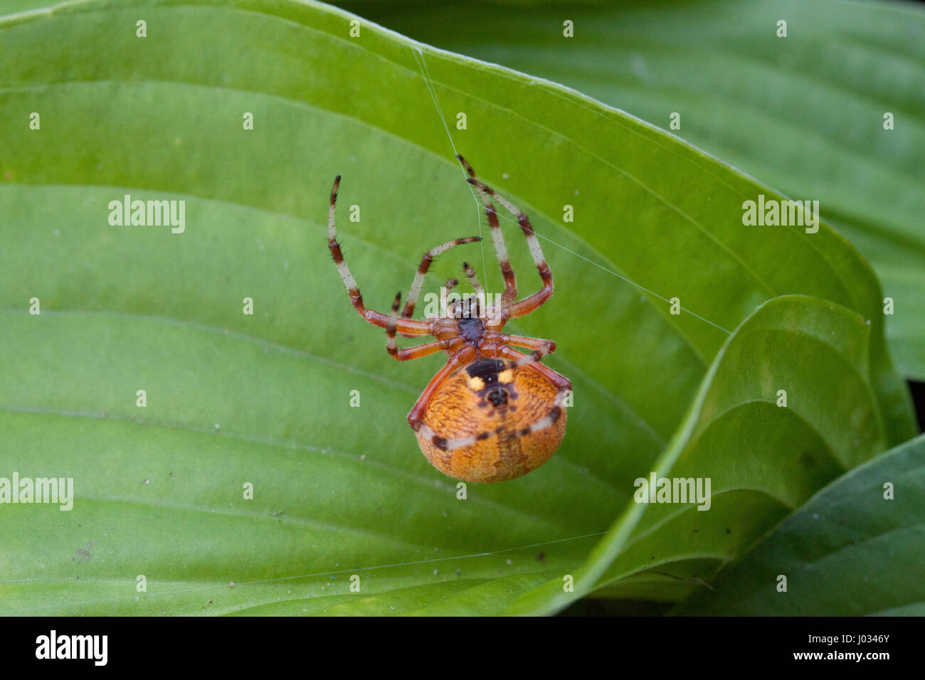 Fat spider hi-res stock photography and images - Alamy