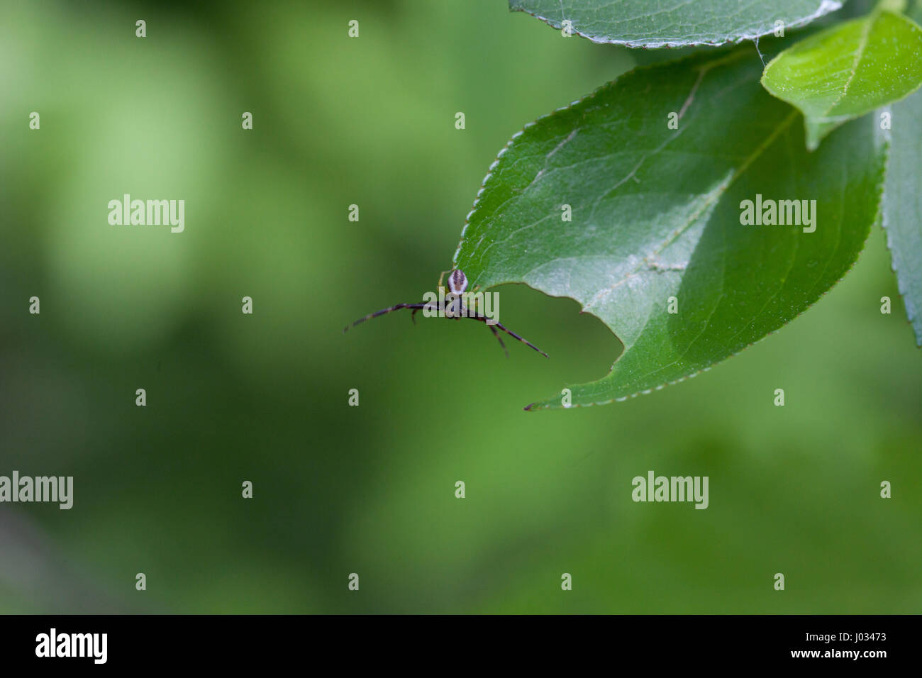 Black spider waiting to ambush another insect. Isolated on a blurry ...