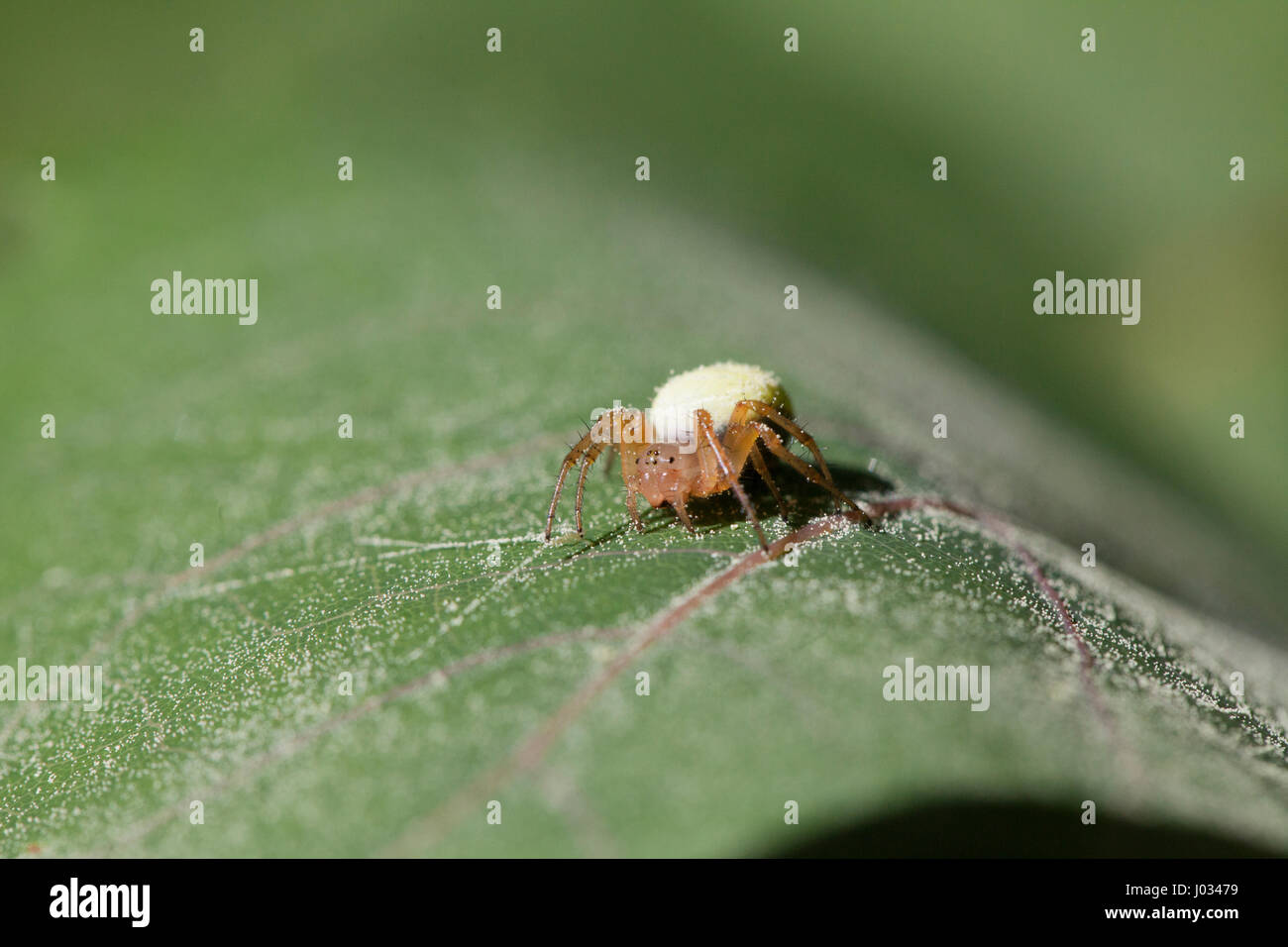 Big fat yellow spider waiting to ambush another insect in its web Stock ...