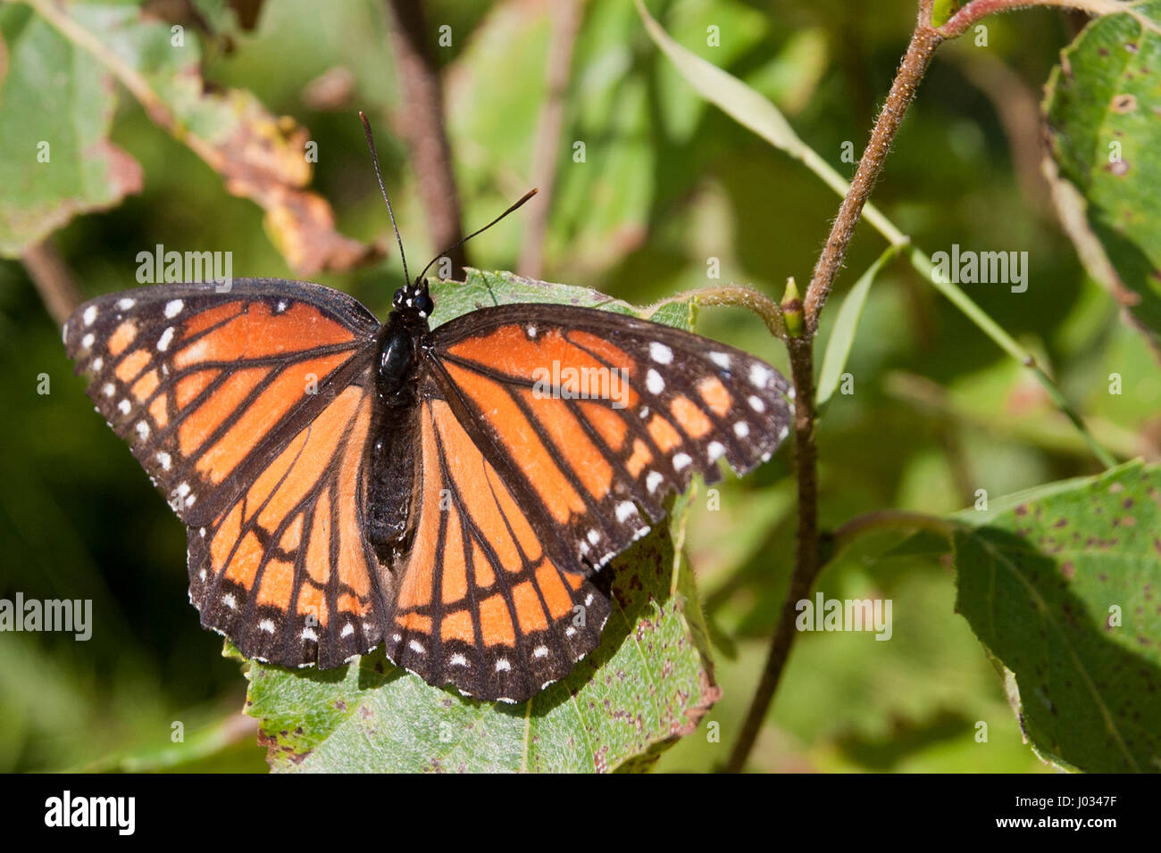 Butterfly orange wings hi-res stock photography and images - Alamy