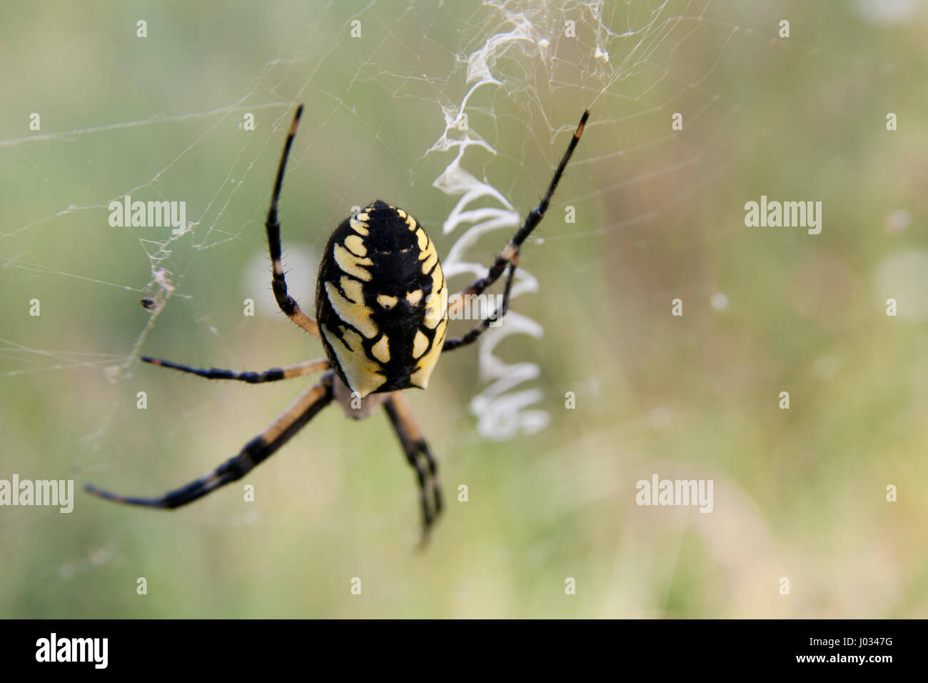 Fat spider hi-res stock photography and images - Alamy