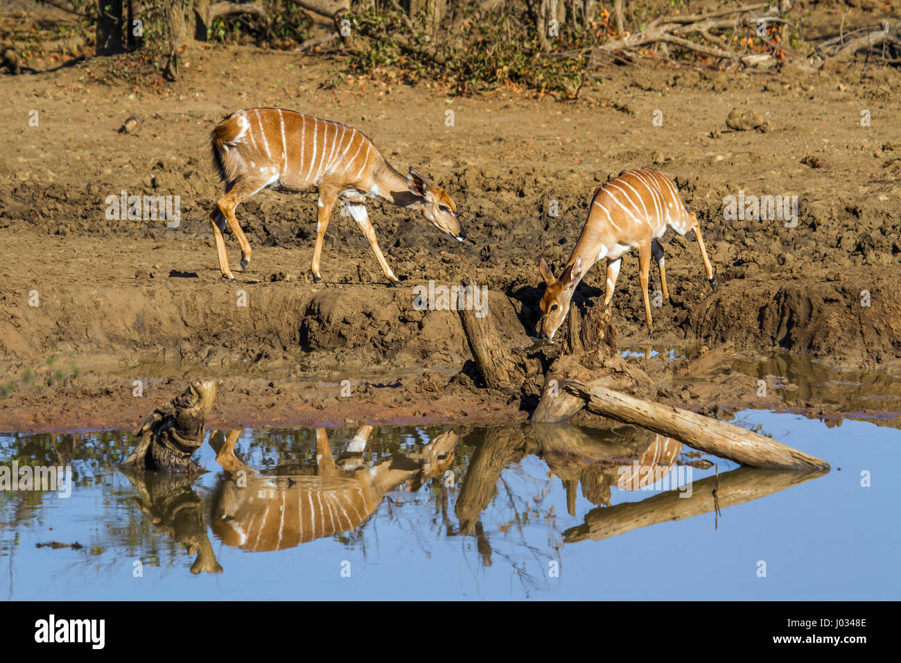Nyala male female south africa hi-res stock photography and images - Alamy
