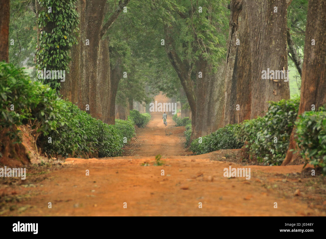 Satemwa Tea plantation paths Stock Photo - Alamy