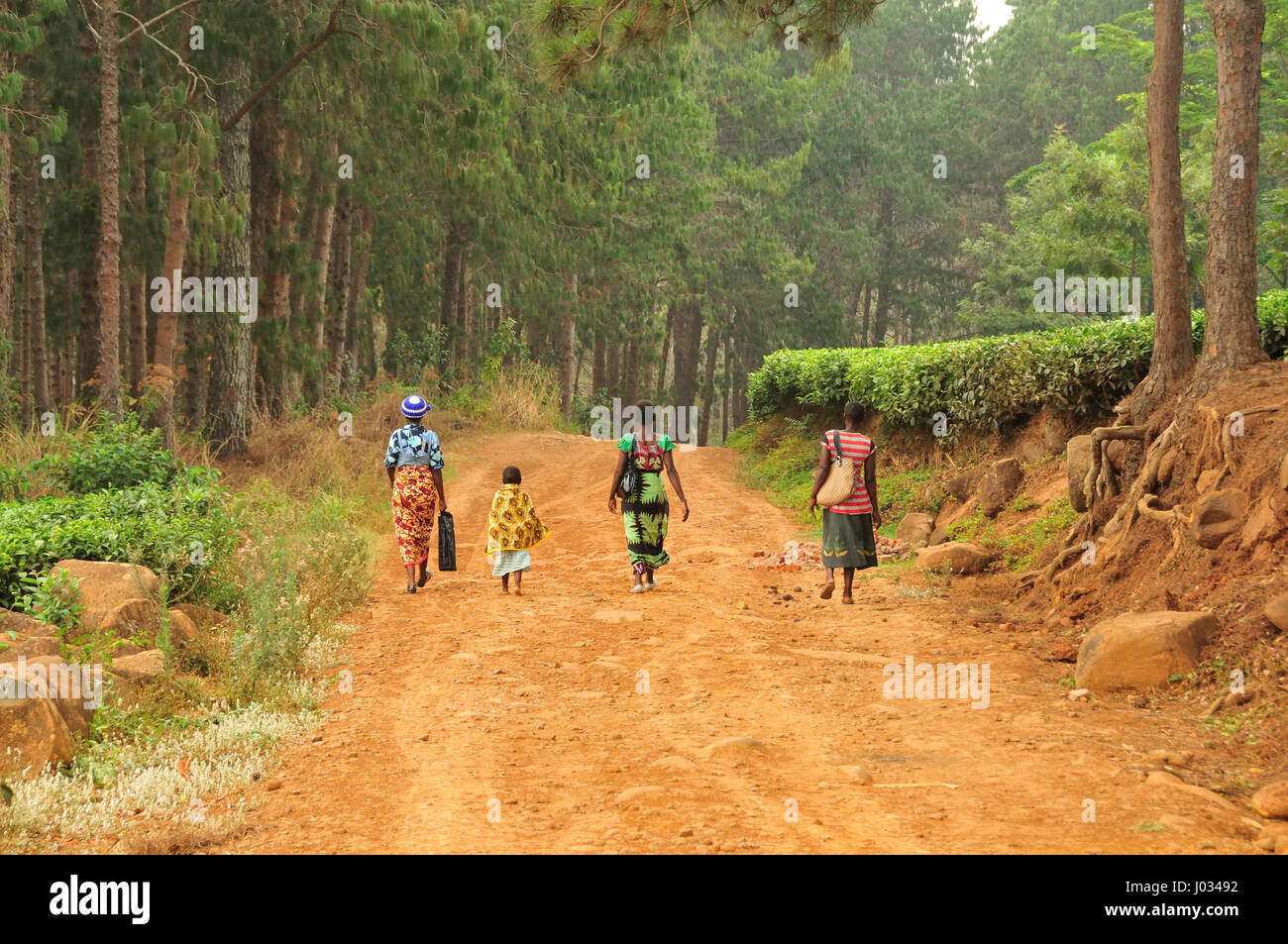 Satemwa Tea plantation paths Stock Photo - Alamy