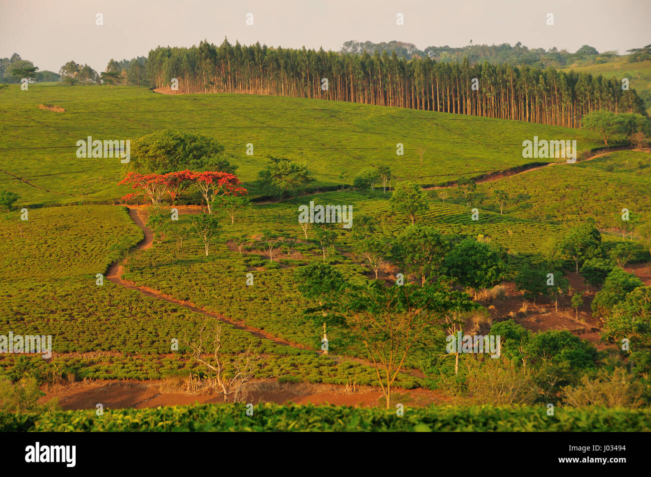 Satemwa Tea Estate Stock Photos & Satemwa Tea Estate Stock Images - Alamy