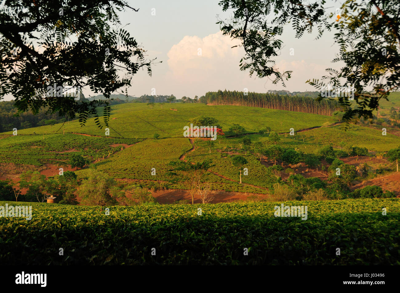 Satemwa Tea Estate High Resolution Stock Photography and Images - Alamy