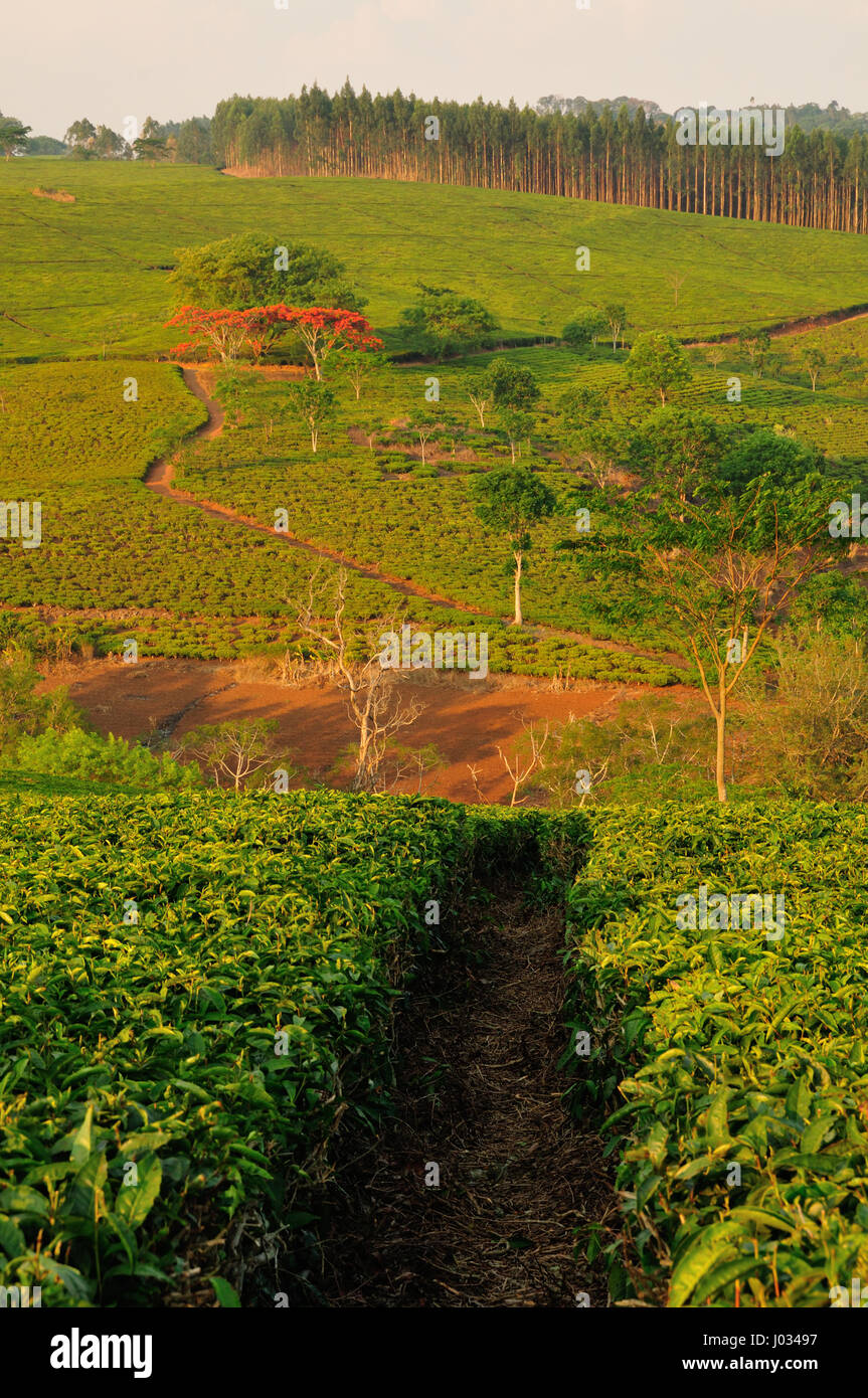 Satemwa Tea Estate High Resolution Stock Photography and Images - Alamy
