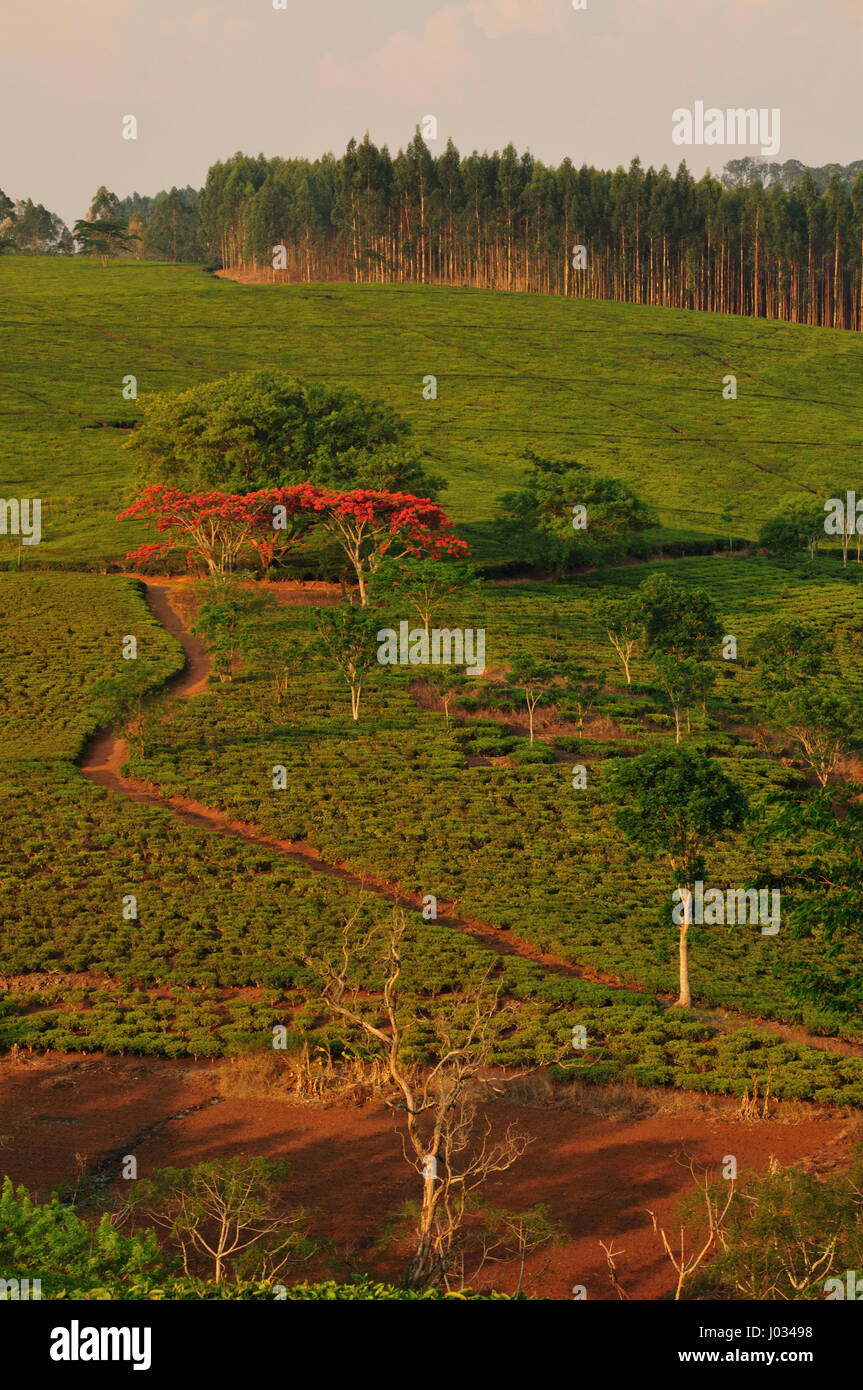 Satemwa tea estate hi-res stock photography and images - Alamy