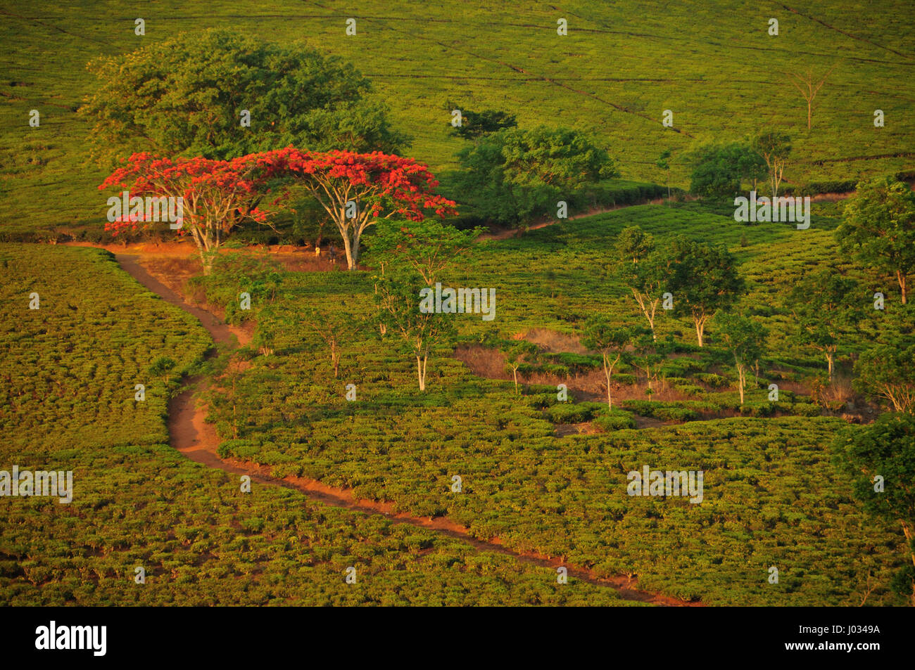 Satemwa tea estate hi-res stock photography and images - Alamy