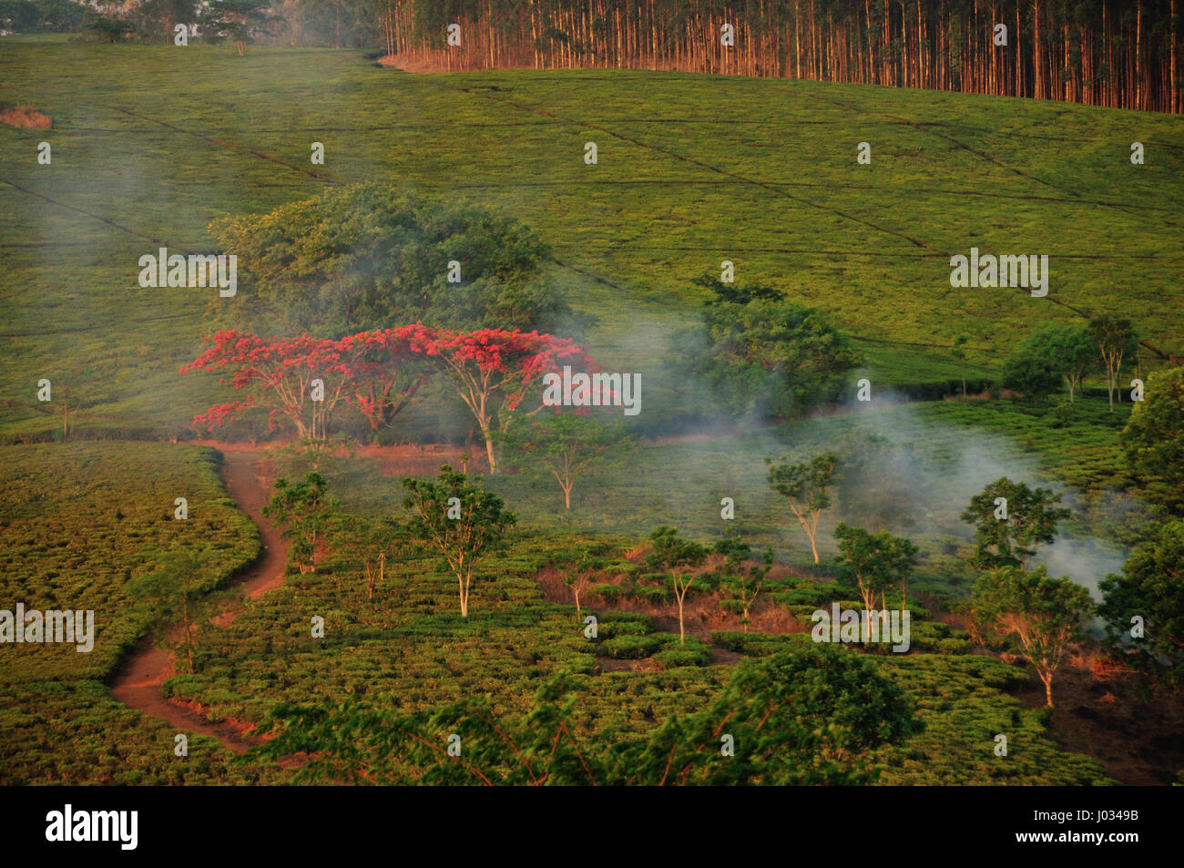 Satemwa tea estate hi-res stock photography and images - Alamy