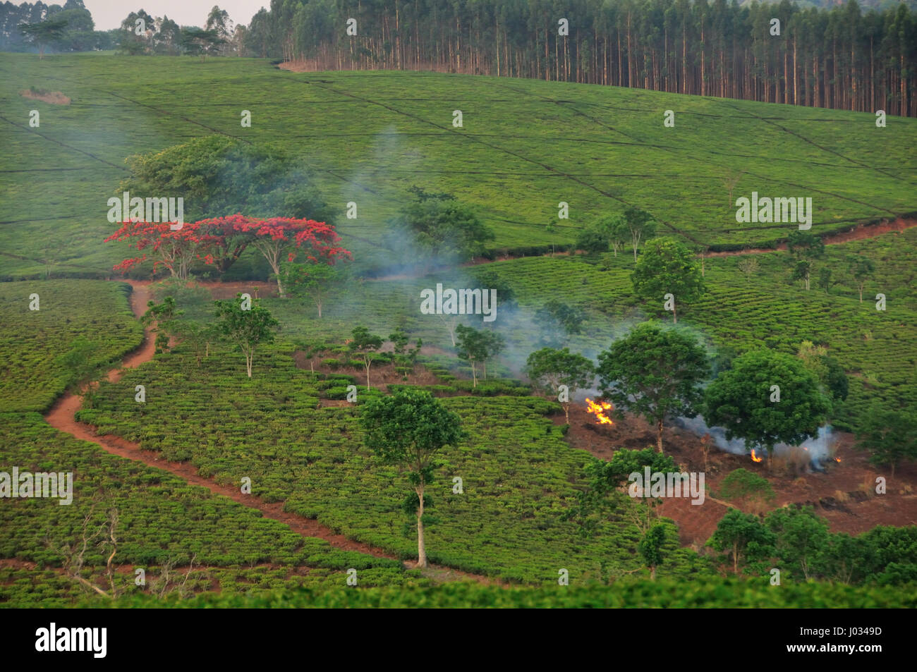 Satemwa tea plantation Stock Photo - Alamy