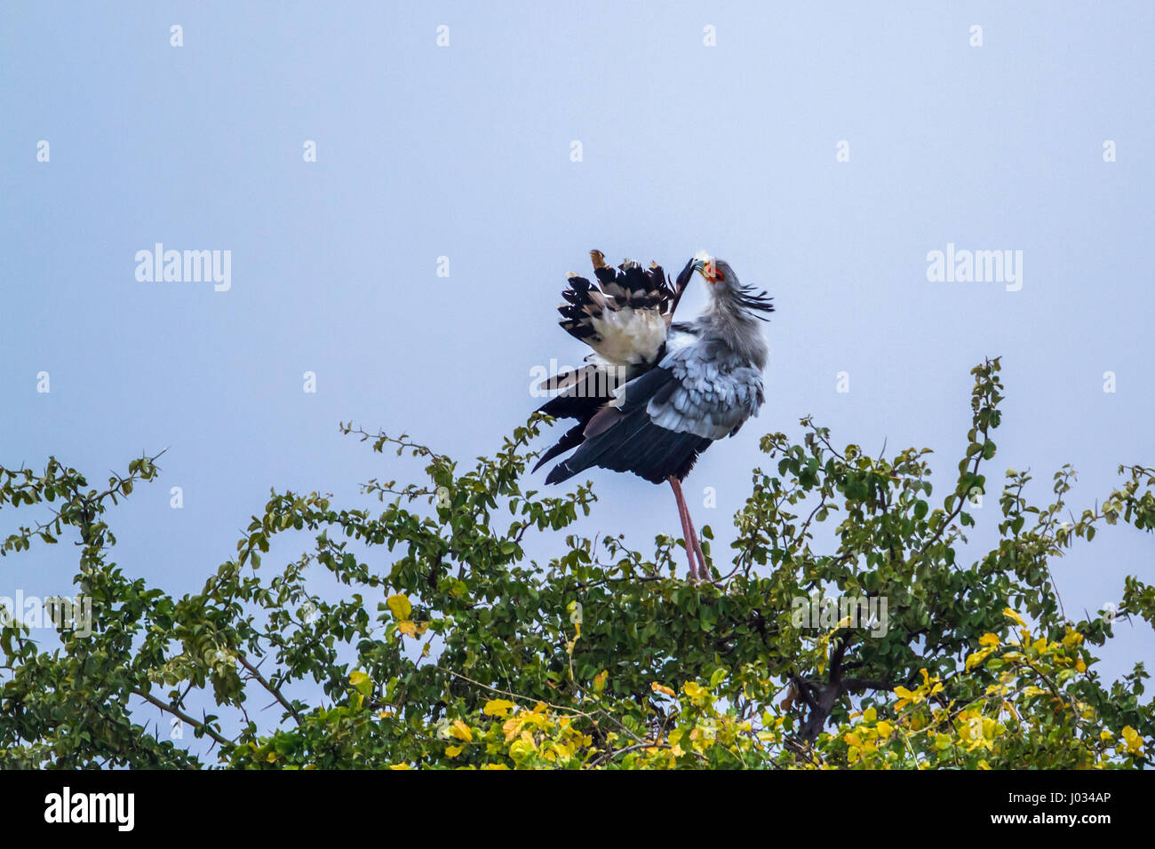 Secretary bird in Kruger national park, South Africa ; Specie ...