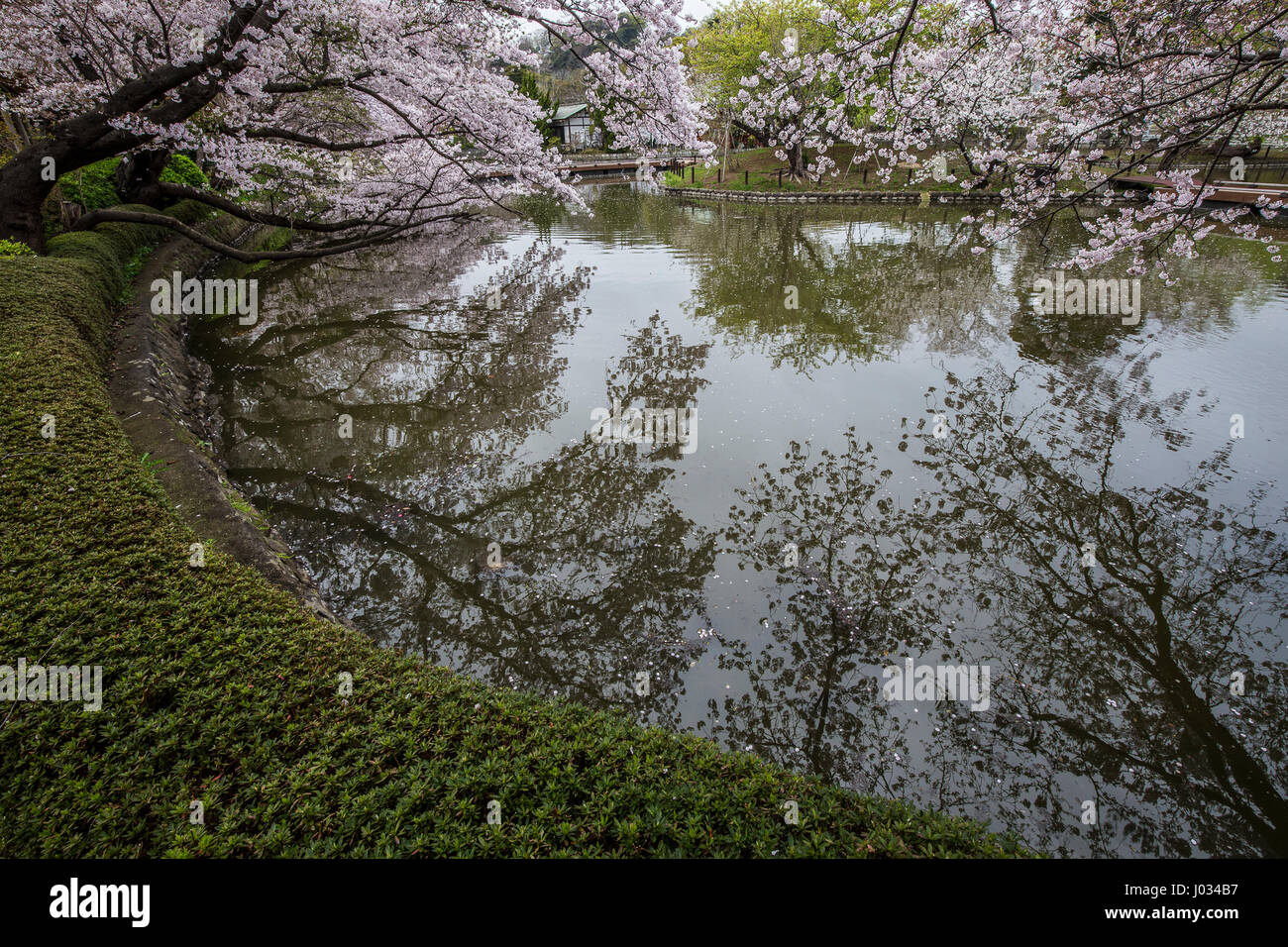 The pond at Tsurugaoka Hachimangu Shrine is the one of the most famous ...