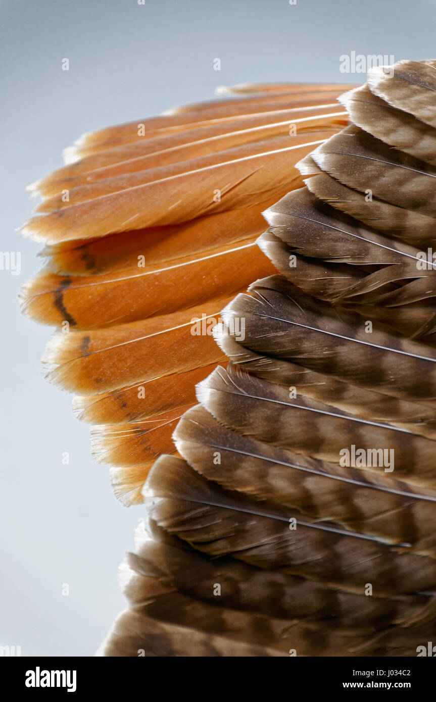 Eage Feather Displah Stock Photo - Alamy