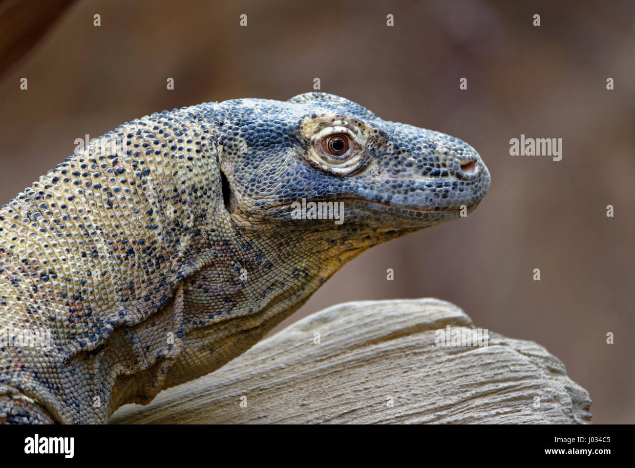 Also known as the komodo monitor hi-res stock photography and images ...