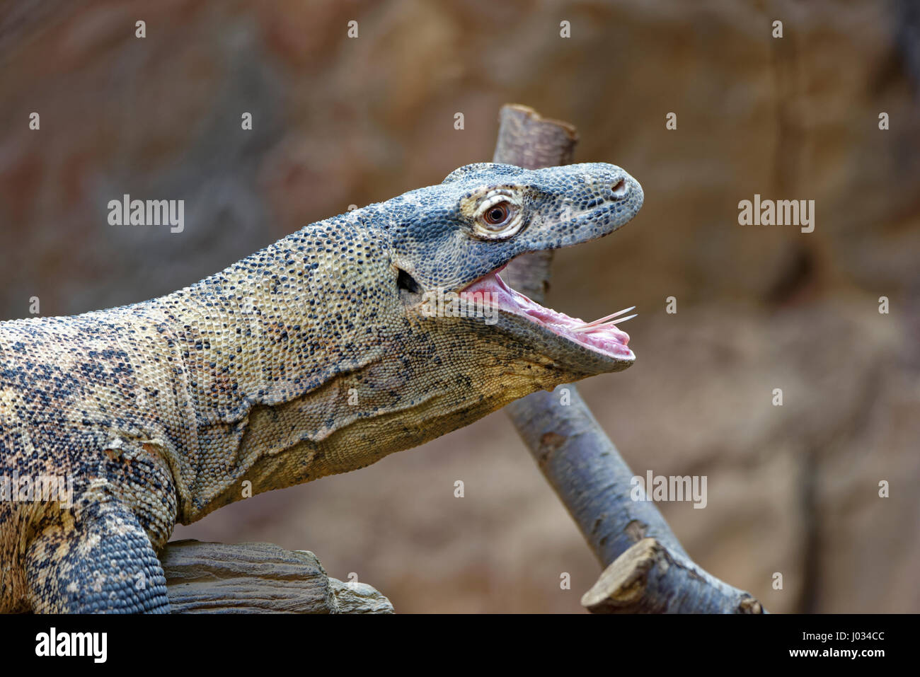 The Komodo dragon, also known as the Komodo monitor, is a large species ...