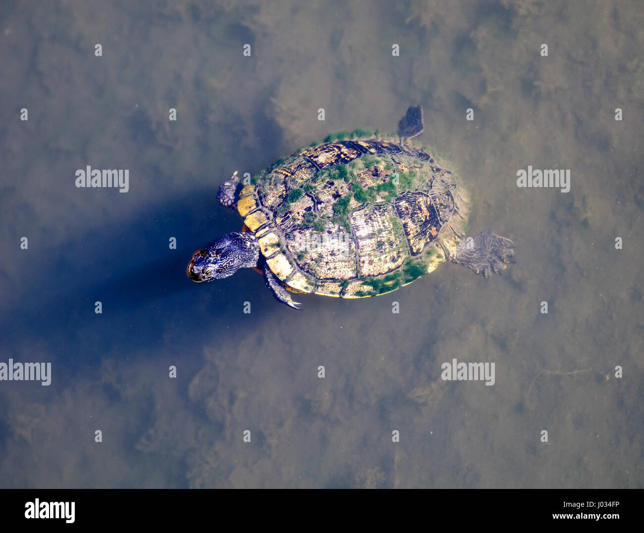 San marcos river texas hi-res stock photography and images - Alamy