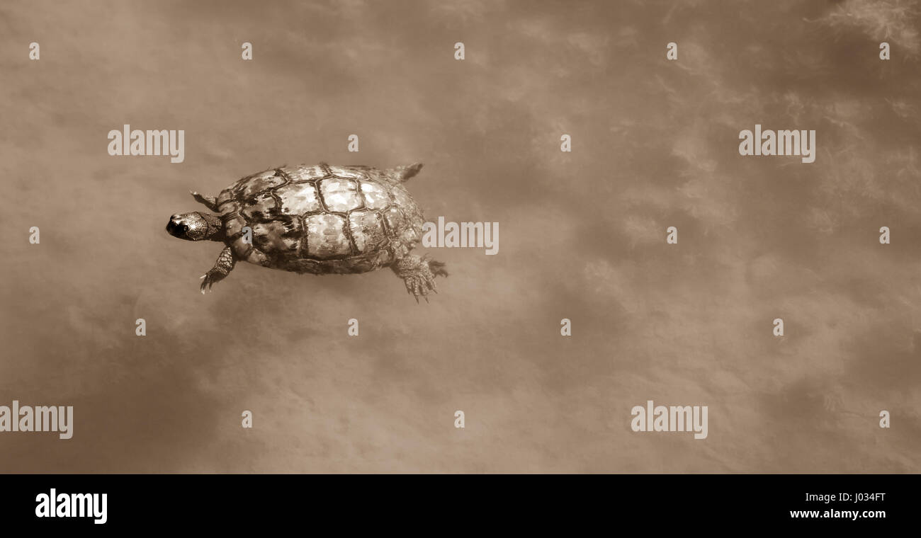 Red-eared slider turtle (Trachemys scripta) swimming in clear, spring ...