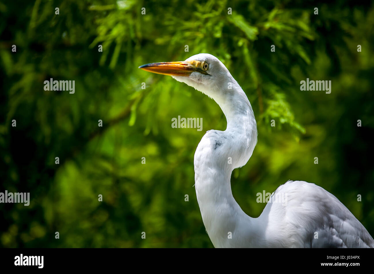Great white egret in a swamp Stock Photo - Alamy