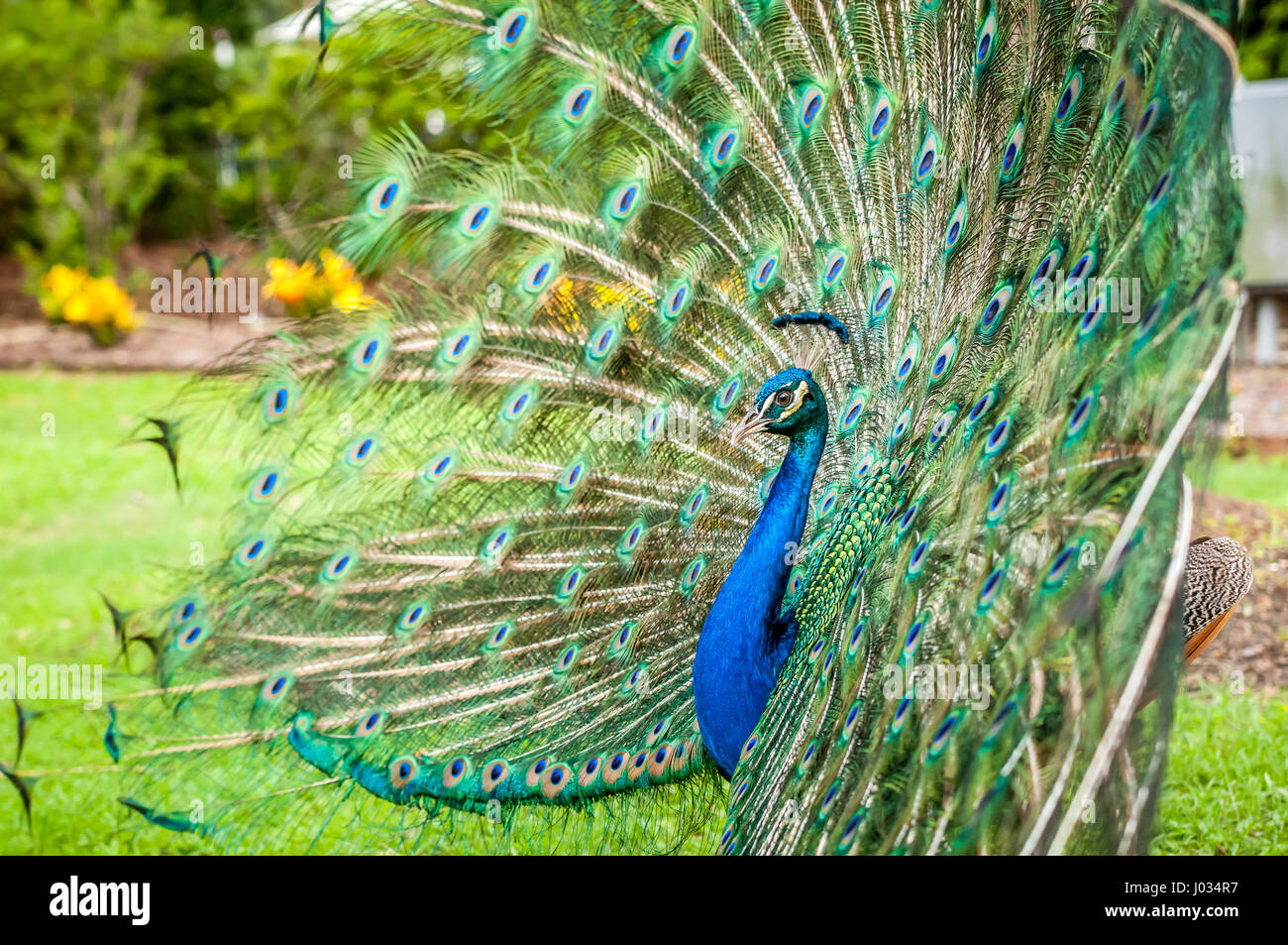 Beautiful male peacock fanning his colorful tail feathers Stock Photo ...