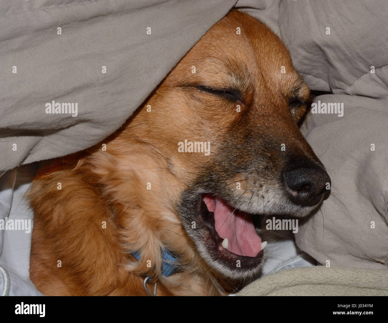 Dog under covers hi-res stock photography and images - Alamy