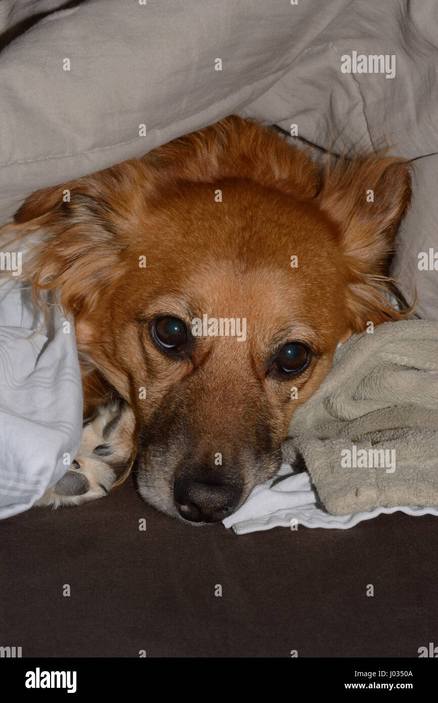 Mixed breed brown peering out from bed dog made under bed covers ...